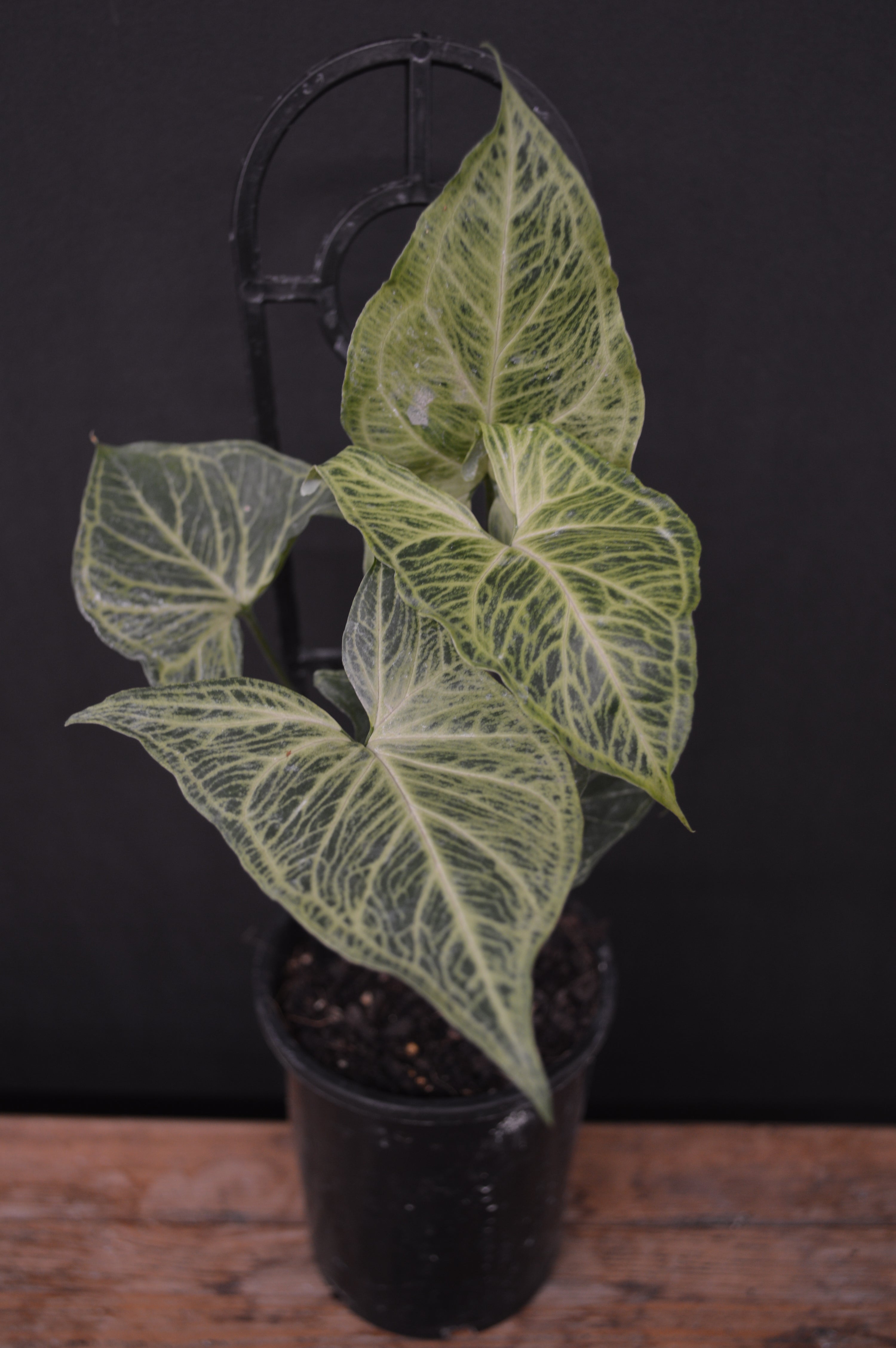 Syngonium 'Batik' – Fitzroy Nursery